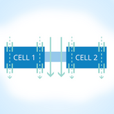 Understanding TEER: A Key Tool for Studying Barrier Integrity – World ...